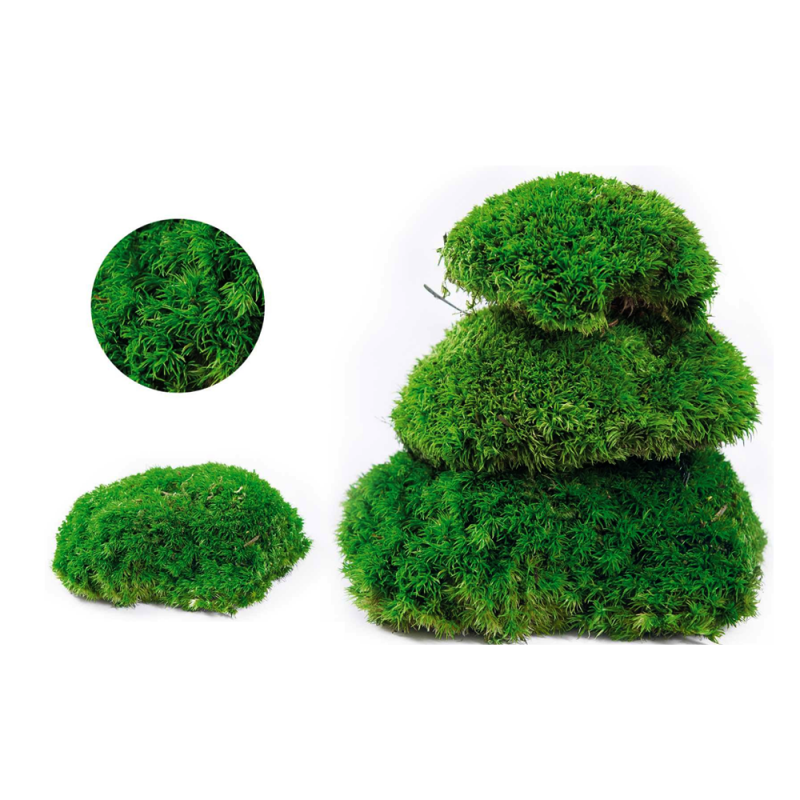 Ball Moss Preserved